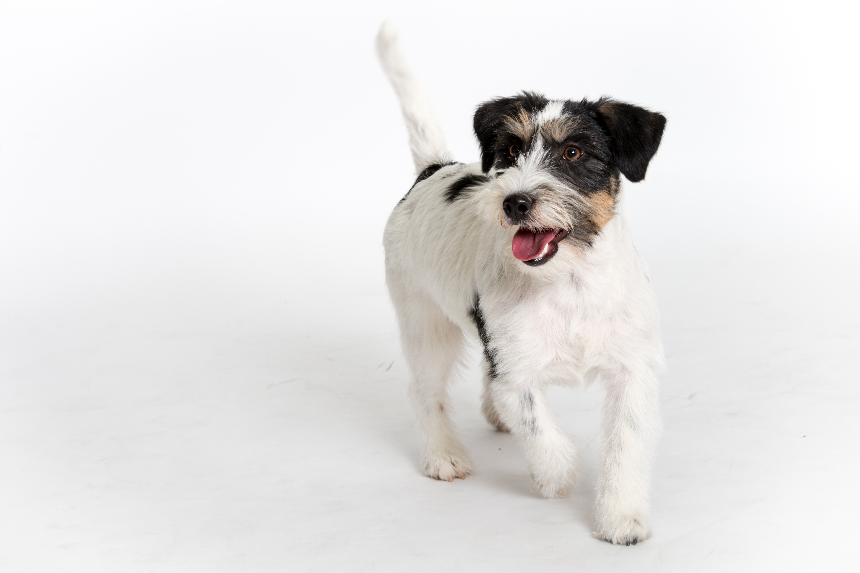Our Boys – Breeder of AKC Russell Terriers